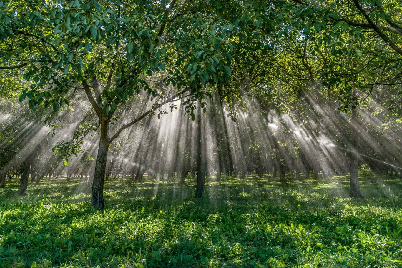 SENURA - le noyer - itinéraire technique