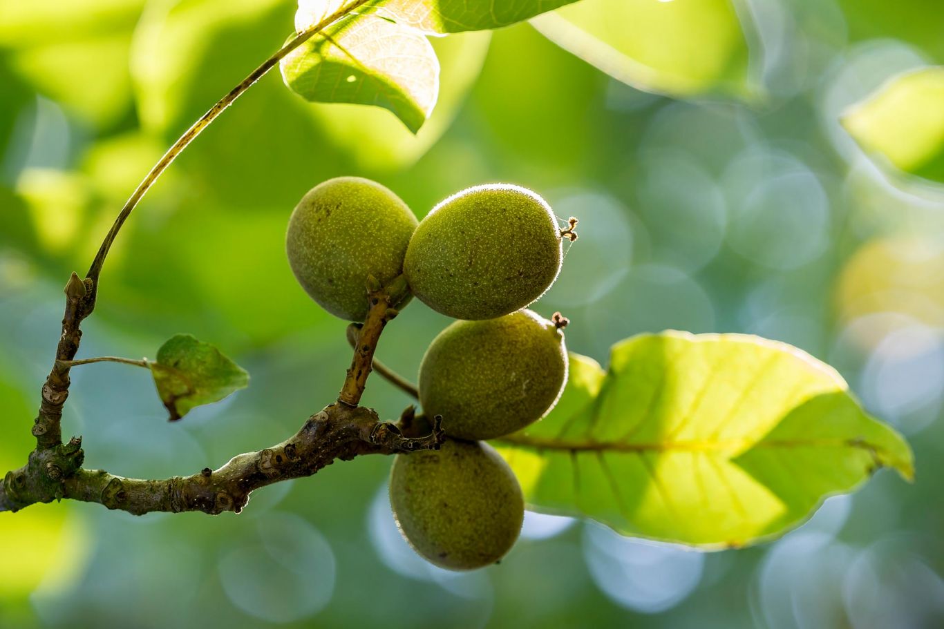 SENURA - le noyer - variétés
