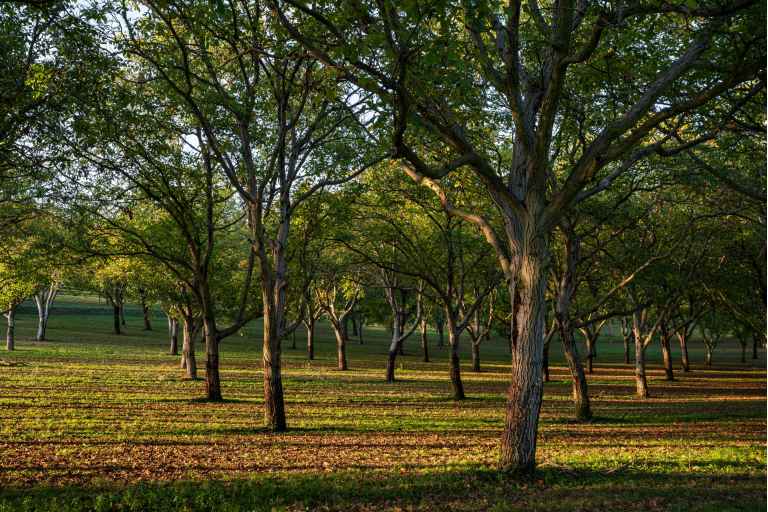 SENURA - le noyer - itinéraire technique